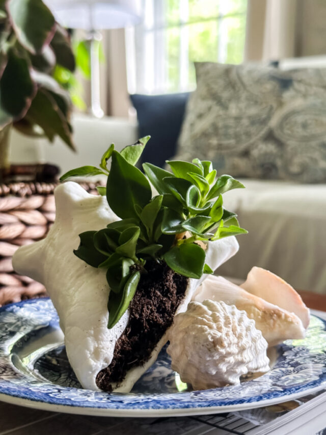 Create a Simple Mini Succulent Shell Planter - My Family Thyme